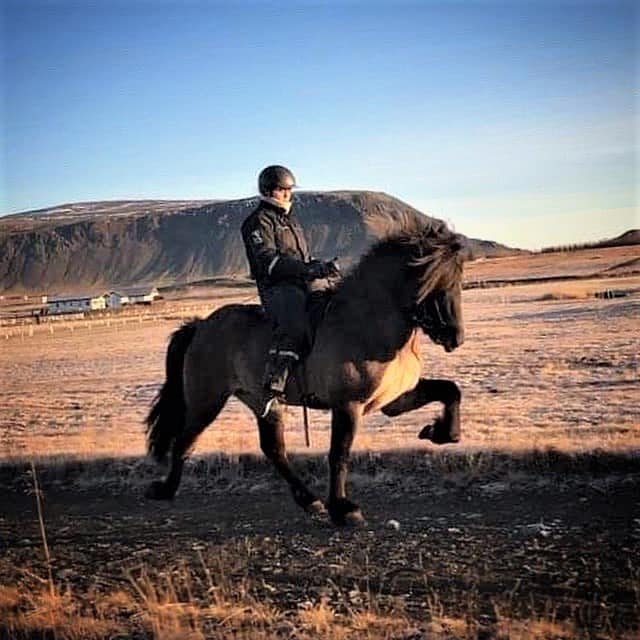 Árvakur frá Auðsholtshjáleigu - Hestaheimur